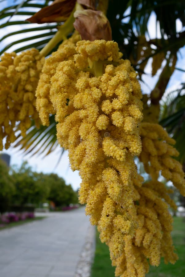 Yellow Palm Flowers, Close-up. Summer Landscape in the Park Stock Image ...