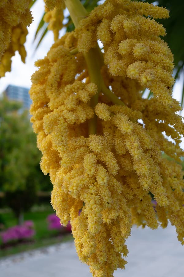 Yellow Palm Flowers in the Park, Close-up. Macro Photo Stock Image ...