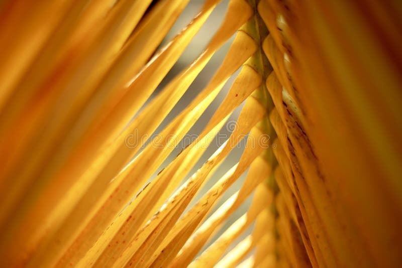 Yellow Palm Leaf stock photo. Image of amazon, palm - 231144352