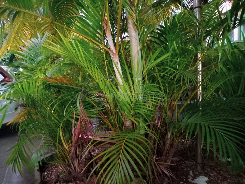Yellow Palm Plants are Suitable for Growing in Tropical Areas Stock ...