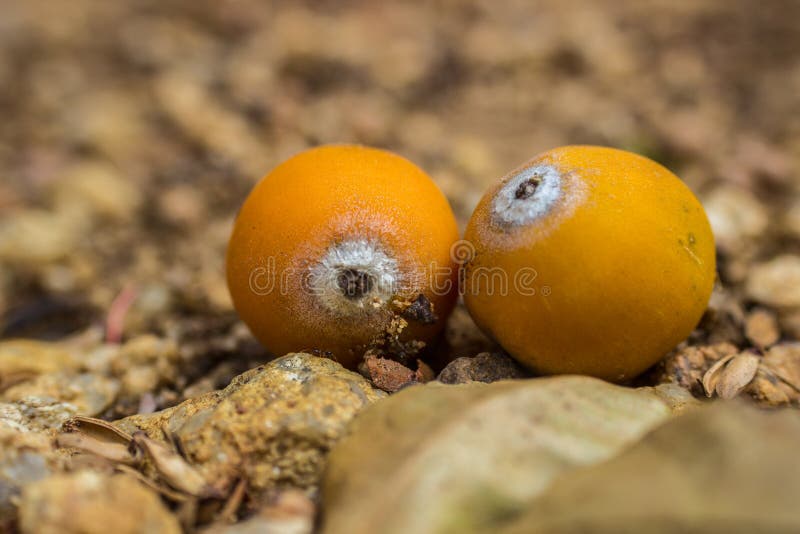 Yellow Palm Seeds Fallen Tree Stock Photos - Free & Royalty-Free Stock ...