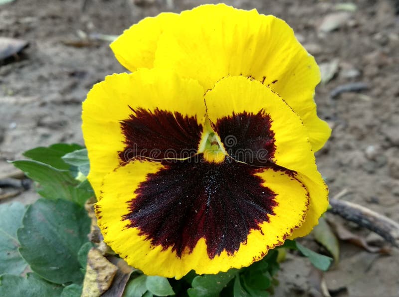 Yellow Pancy Flower stock photo. Image of nature, yellow - 136756718