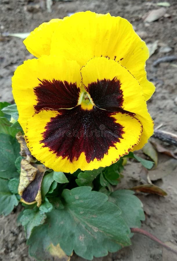 Yellow Pancy Flower stock photo. Image of pancy, beautiful - 136756750
