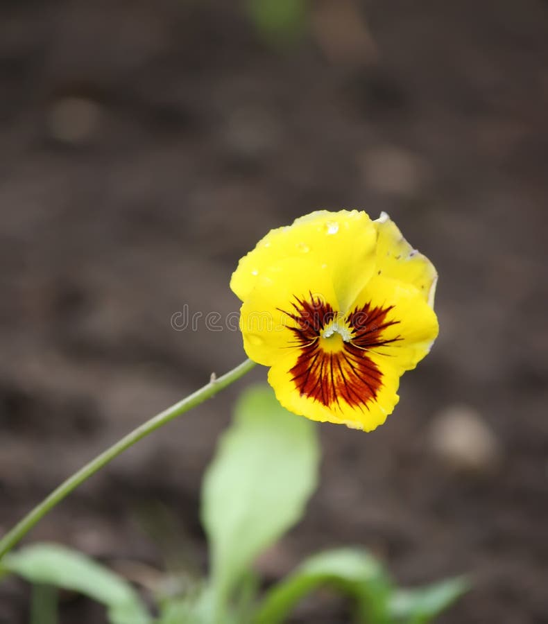 Yellow pancy flower. stock image. Image of botanical - 92344347