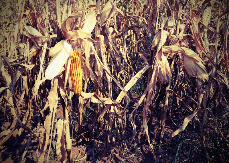 Maize, Also Known As Corn, is a Cereal Grain First Domesticated by ...