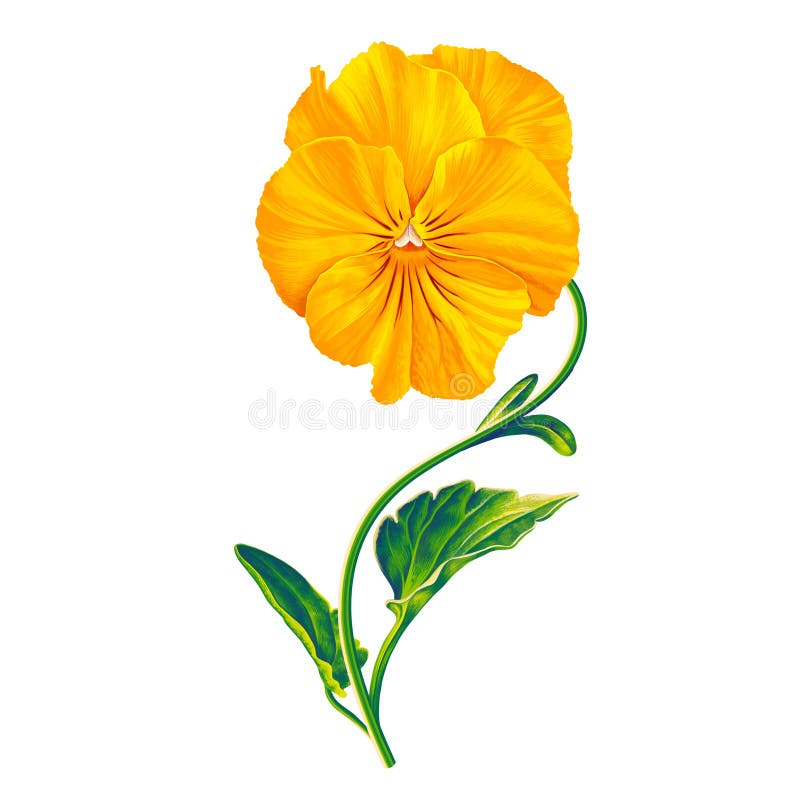 Cute Minimalist Illustration with Yellow Pansy Flower. Stock Vector ...