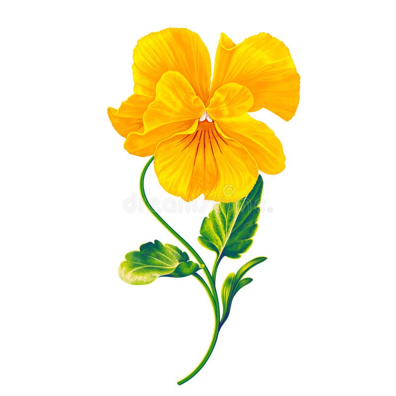 Pansy Stock Illustrations – 13,479 Pansy Stock Illustrations, Vectors ...