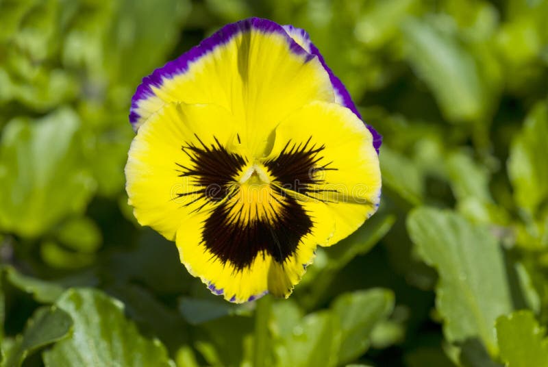 Yellow Pansy Flower stock image. Image of purple, cute - 13739875