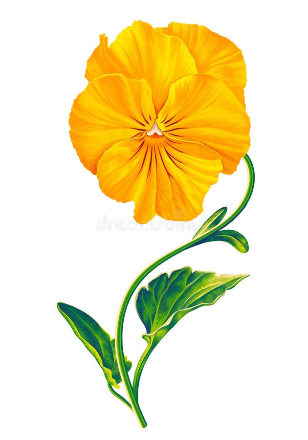 Vector Flower Pansy Yellow Bright Flower Detailed Hand Drawn. Stock ...