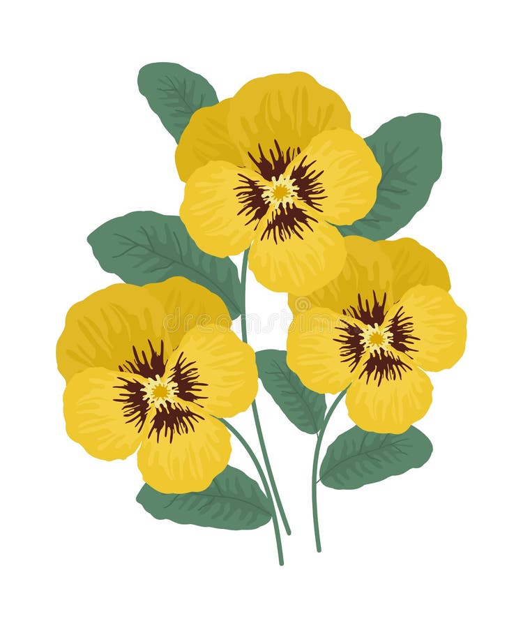 Yellow Pansy Flower with Leaves and Bud Stock Vector - Illustration of ...