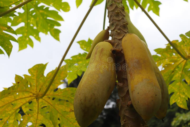 Yellow Papaya Fruit that is Still on the Tree Stock Photo - Image of ...
