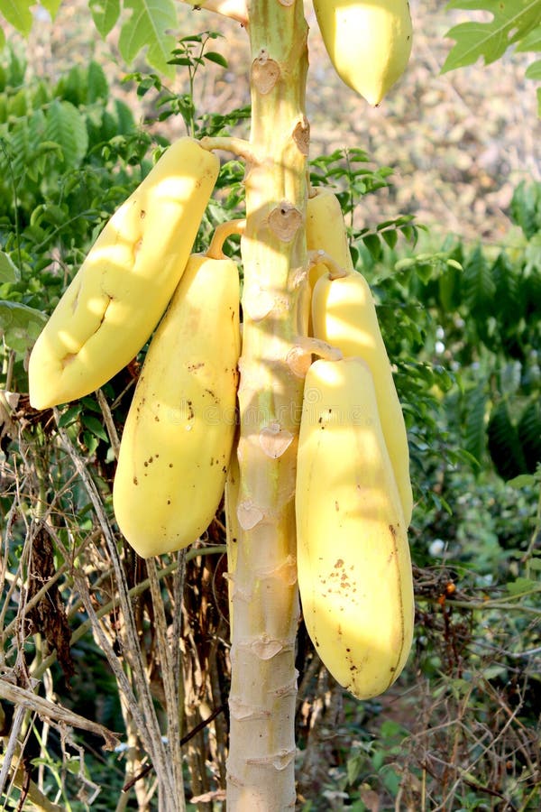 Yellow papaya on tree stock image. Image of dessert, natural - 29514163