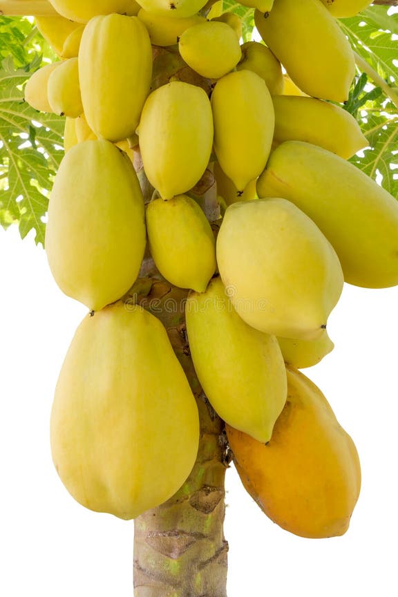 Yellow papaya on tree stock photo. Image of fresh, tree - 32792376