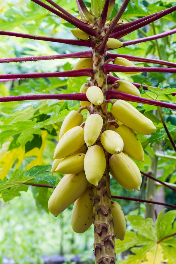 Yellow papaya stock photo. Image of yellow, food, grow - 36029214