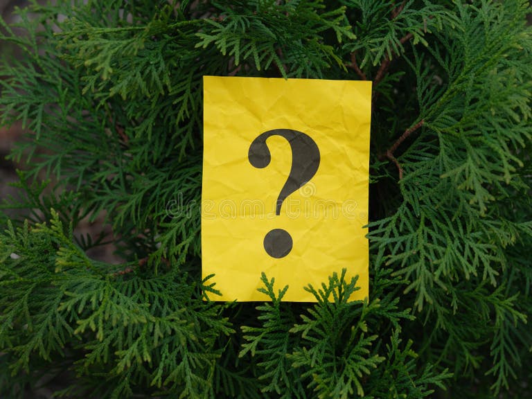 A Yellow Paper Note with a Question Mark on it Hanging on a Juniper ...