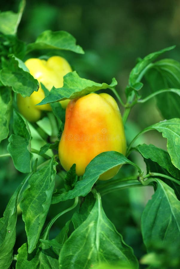 Yellow paprika stock photo. Image of bright, natural - 21496890
