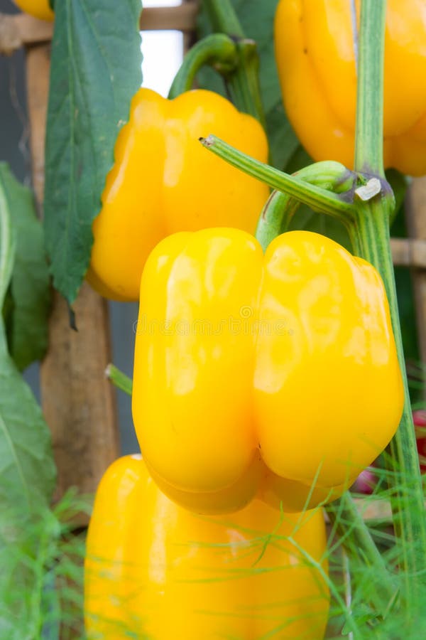 Yellow paprika on a branch stock photo. Image of biotechnology - 55143042