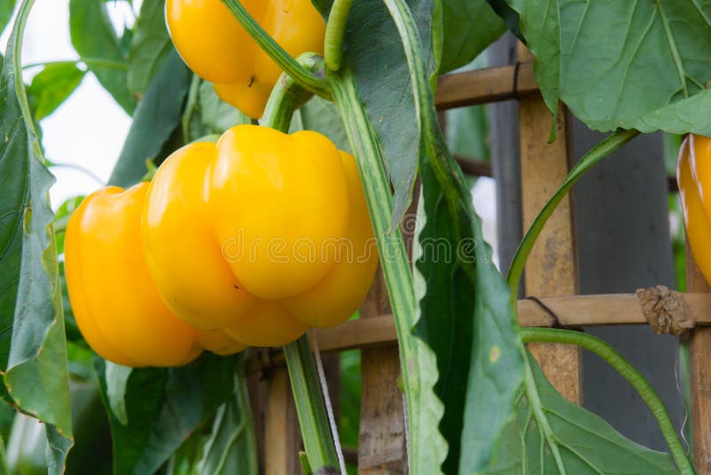 Yellow paprika on a branch stock image. Image of pepper - 56643211