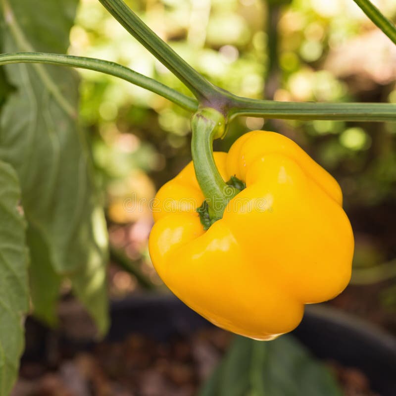Yellow Paprika Growing on a Plant Stock Photo - Image of nature, ripe ...
