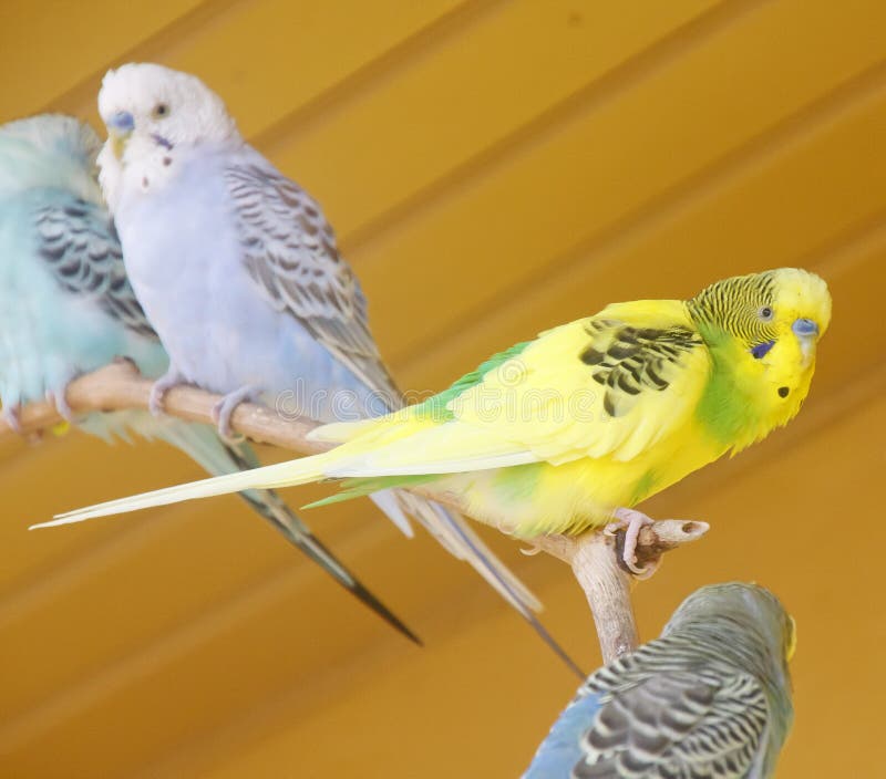 Yellow Parakeet stock image. Image of animals, parrot - 23239195