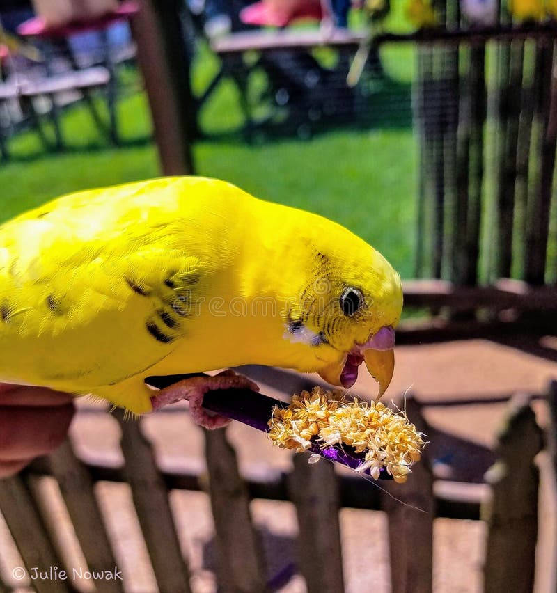Yellow Parakeet Eating from Birdfeeder Stock Photo - Image of eating ...