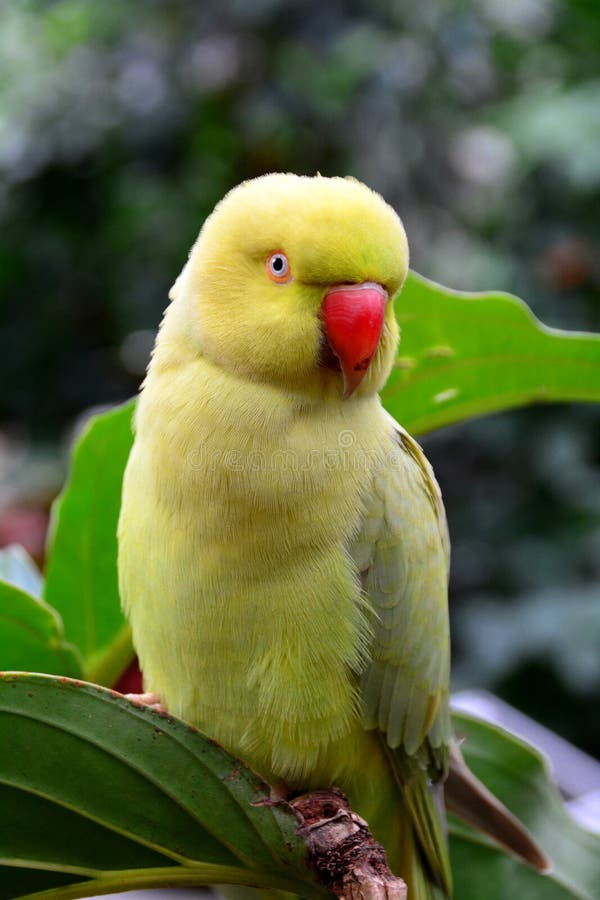 Yellow Parakeet Portrait stock image. Image of friend - 38200323