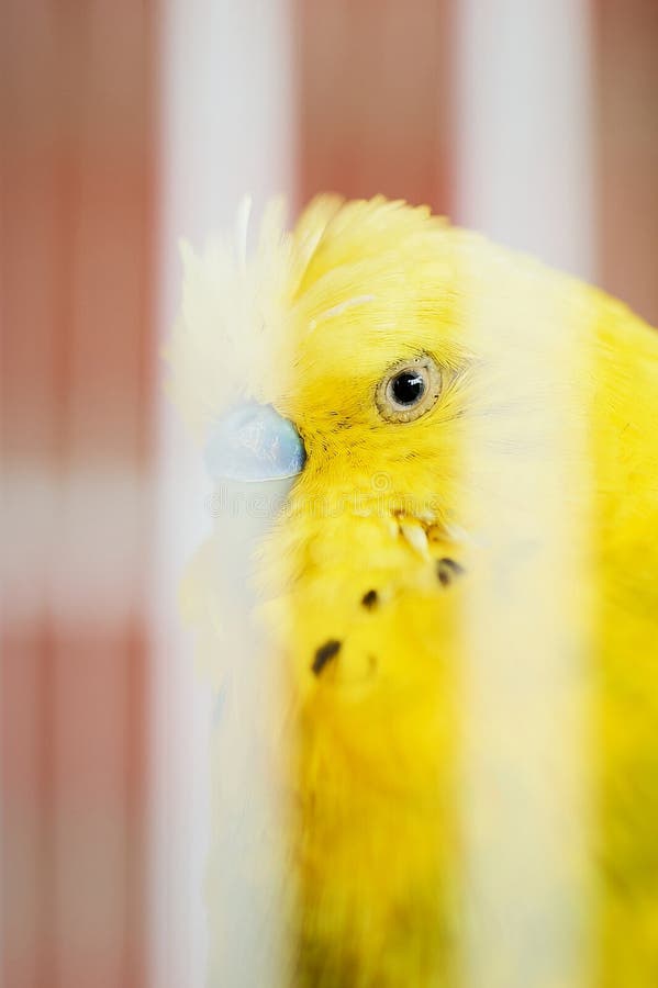 Yellow Parakeet from the Side Looking at the Camera Directly. Stock ...
