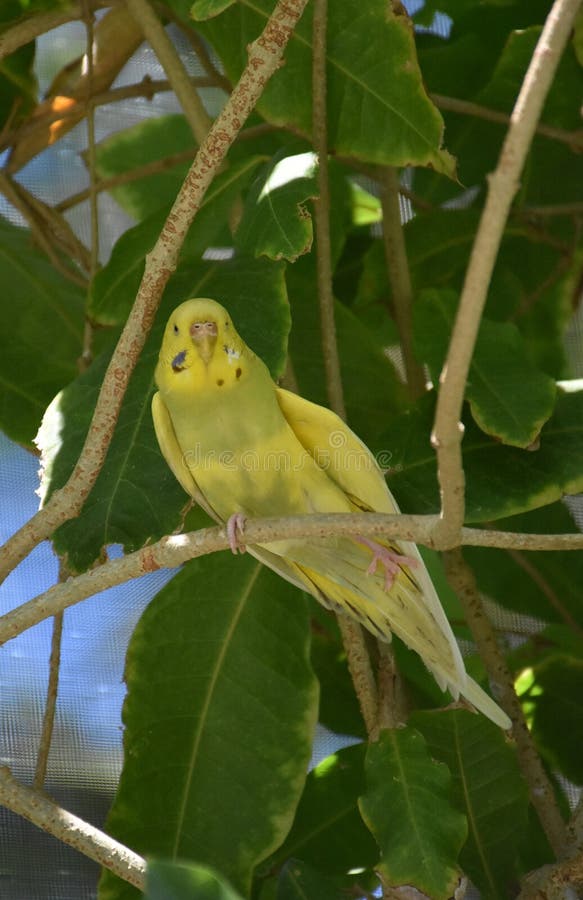 Yellow Parakeet Stepping Off of a Tree Branch Stock Photo - Image of ...