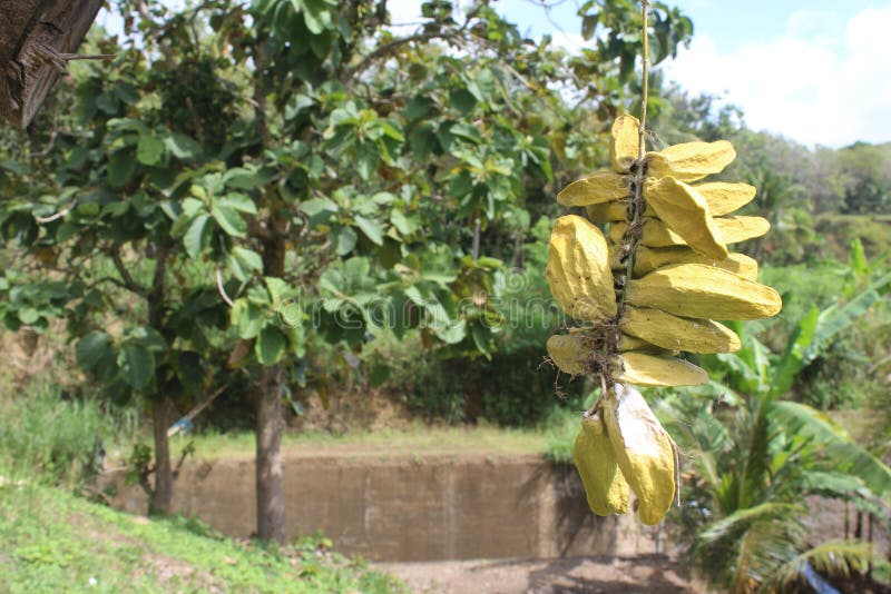 Yellow Parasite Fruit Hangs on a Fallen Sengon Tree Stock Photo - Image ...