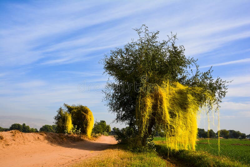 Yellow Parasitic Dodder on Trees Stock Photo - Image of beautiful ...
