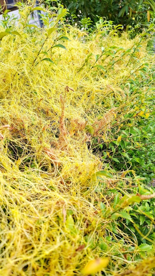 Yellow Parasitic Plant, Thread Mistletoe or Princess Rope (Cuscuta ...
