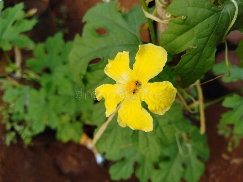The Yellow Pare Flower is Surrounded by Ants Stock Photo - Image of ...