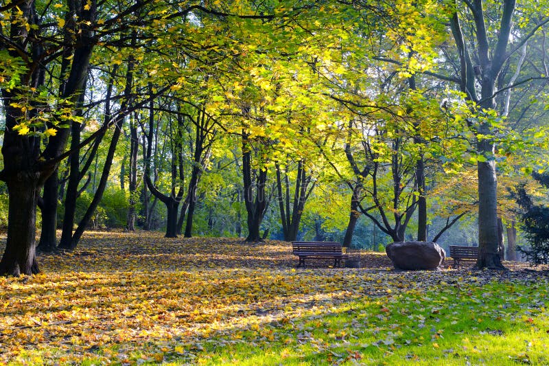 Yellow Park stock image. Image of botanic, autumn, gardening - 16714361