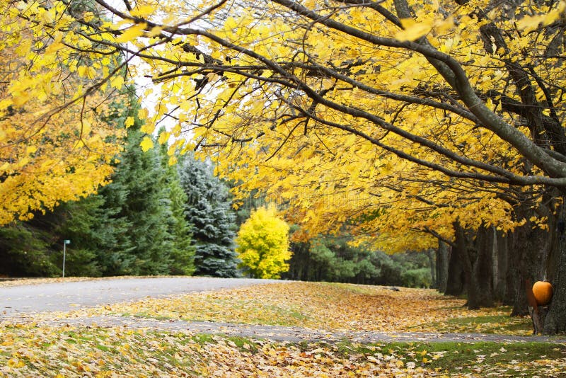 Yellow park stock photo. Image of colourful, beautiful - 76573414