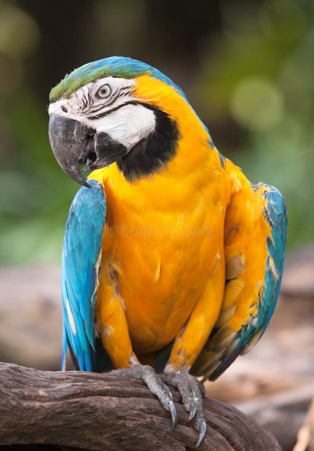 Yellow parrot macaw stock image. Image of beautiful, tropical - 35354017