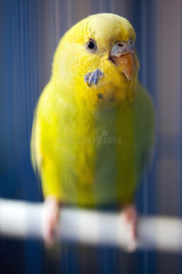 Yellow parrot macaw stock image. Image of beautiful, tropical - 35354017