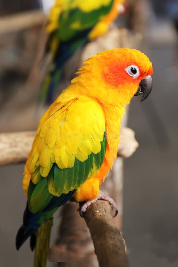 Yellow parrot stock photo. Image of beauty, plumage, animals - 37868048