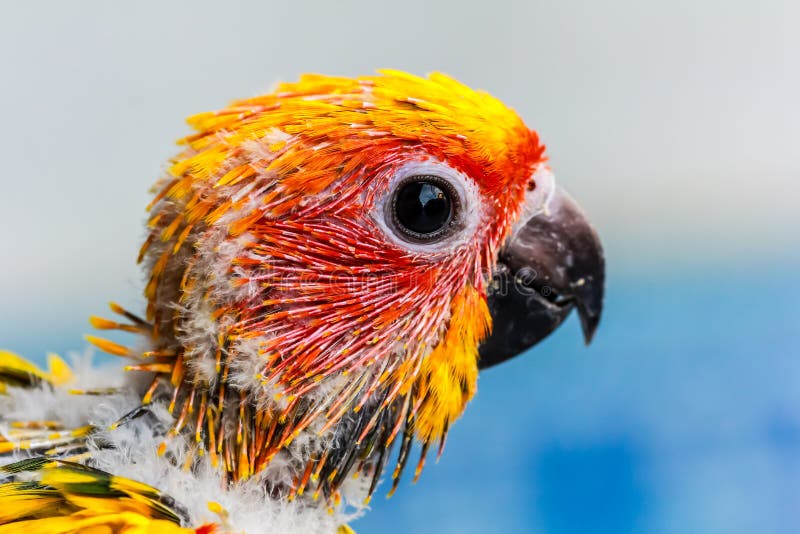 Yellow parrot bird stock image. Image of color, solstitialis - 64381743
