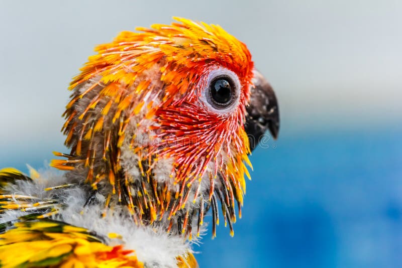 Yellow parrot bird stock photo. Image of vibrant, small - 64381786