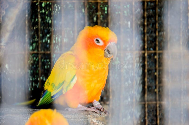 Parrot in a cage stock photo. Image of colours, crown - 30122538