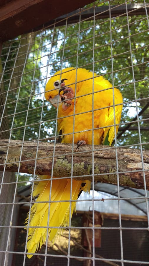 Yellow parrot in cage stock photo. Image of brazil, branch - 96804198