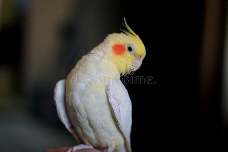 This is a Yellow Parrot - Cockatiel Stock Photo - Image of cleans ...