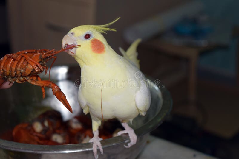 Yellow Parrot Corella Eats Crayfish Stock Image - Image of tropics ...