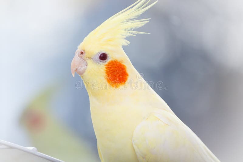 Yellow Parrot Corella is Sitting on the Floor Stock Photo - Image of ...