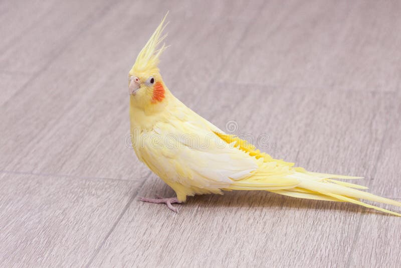 A Yellow Corella Parrot with Red Cheeks and Long Feathers Stock Photo ...