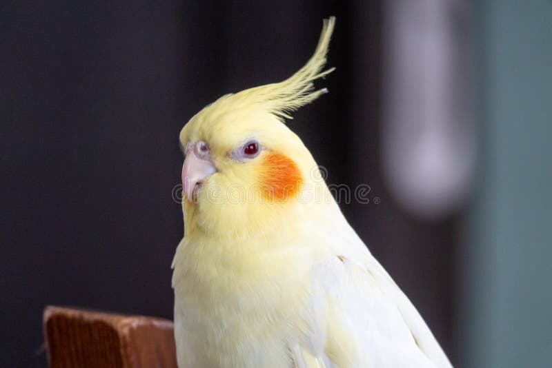 Yellow Parrot Corella is Sitting on the Floor and Chair Stock Photo ...