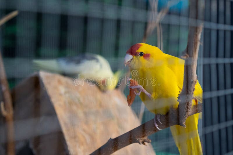 Yellow Parrot Eats Carrot Sitting on a Branch Stock Photo - Image of ...