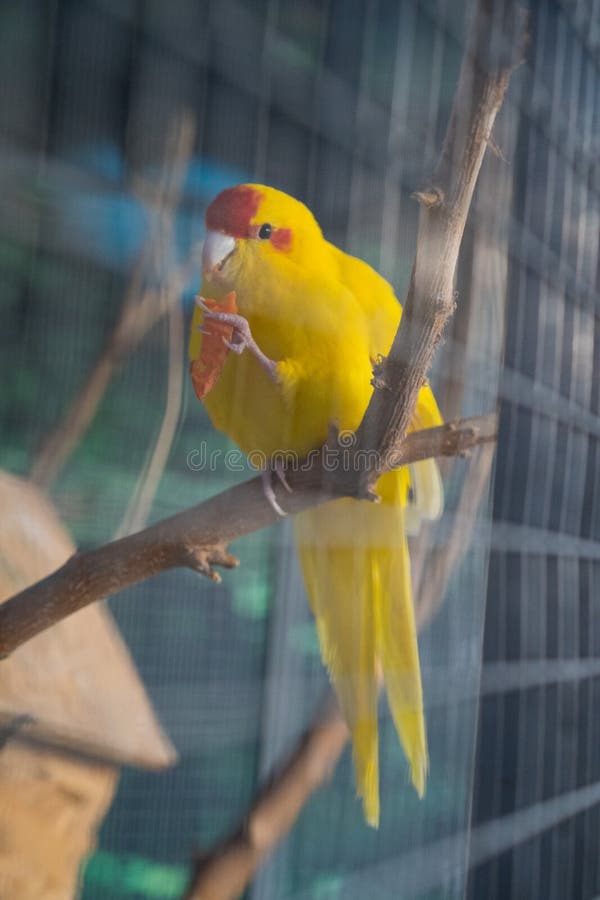 Parrot eating carrot stock photo. Image of look, portrait - 3861316