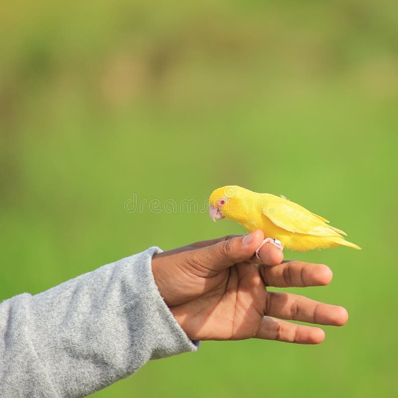 The yellow parrot stock image. Image of cheerful, domestic - 59333885