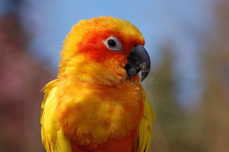 Yellow parrot macaw stock image. Image of beautiful, tropical - 35354017